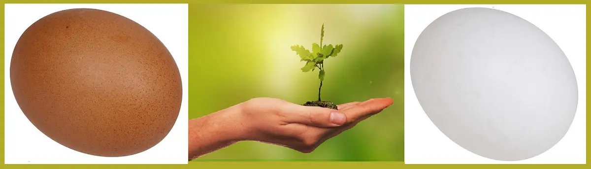 Tree Pod Burial: How To Turn Your Body Into A Tree After Death